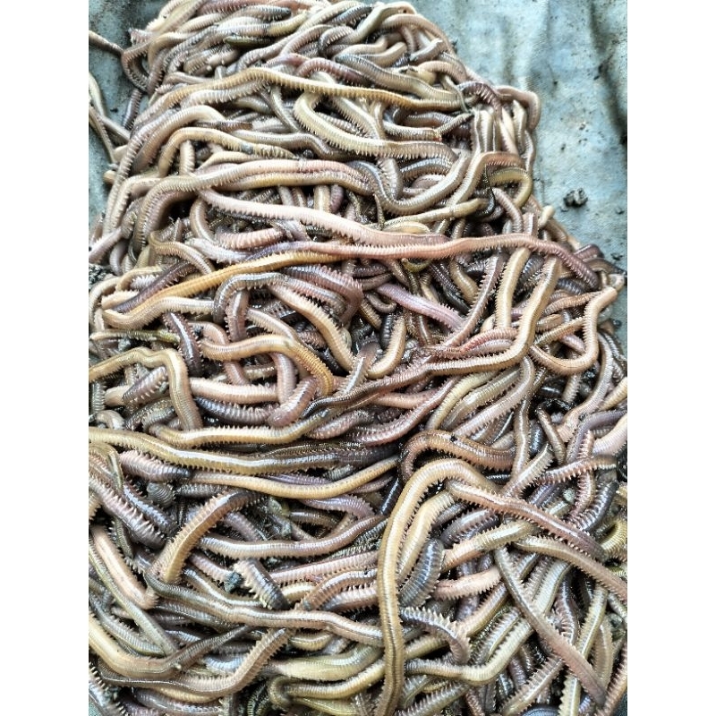 Jual cacing laut paket hemat | Shopee Indonesia