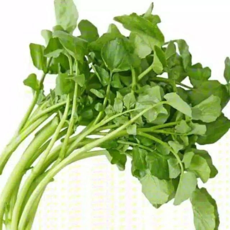 Jual salada air / paret / sayur paret | Shopee Indonesia