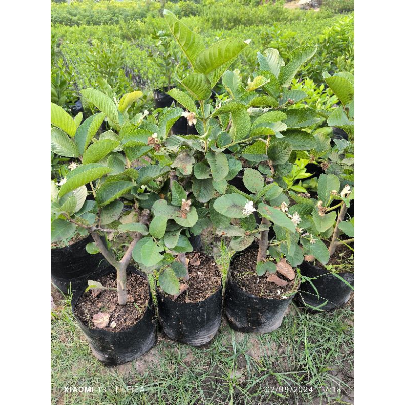 Jual bibit jambu red diamond/kristal merah batang besar berbunga ...