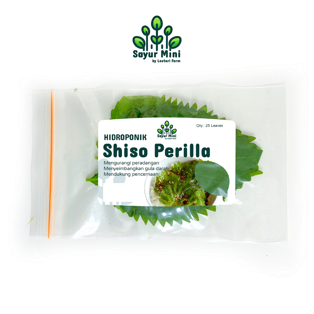 Jual SAYUR MINI Hidroponik Shiso Perilla / Ohba Jepang 25pcs - Fresh ...