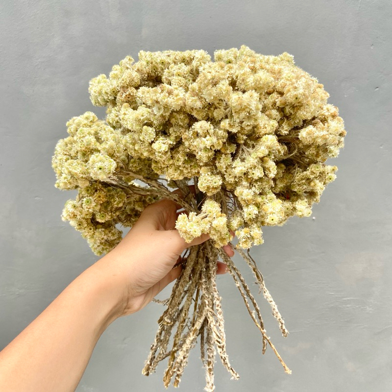 Jual Ikat besar Edelweis Merapi (Mekar Gembul) | Dried Flower | Bunga ...