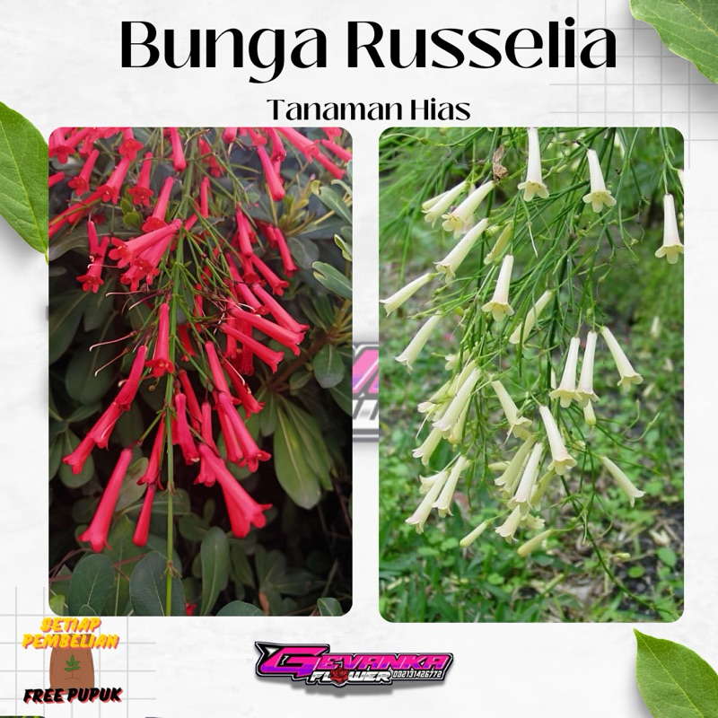 Jual Tanaman Hias Rosalia Indah Bunga Merah dan Putih/Bunga Air Mancur ...