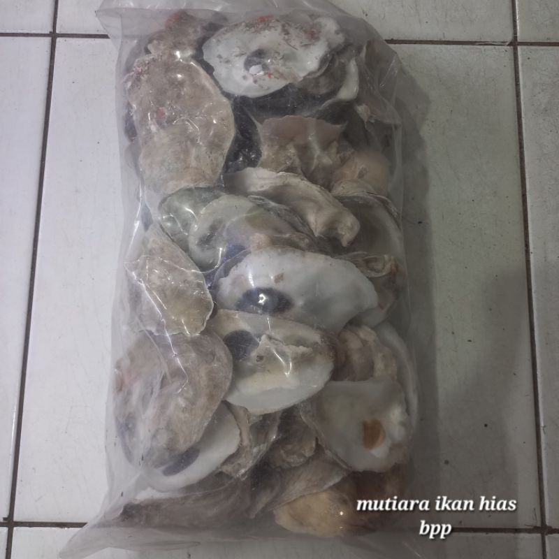 Jual Oyster Shell Kulit Kerang Media Filter Kolam Aquarium 1kg | Shopee ...