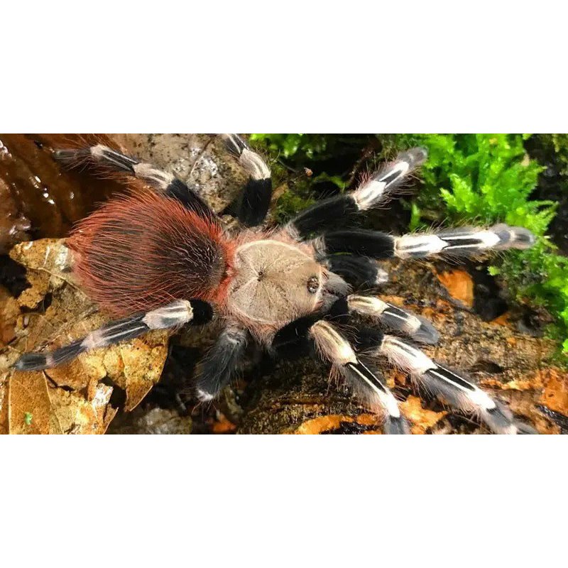Jual Tarantula Nandhu Chromatus Sub adult Female 11 cm | Shopee Indonesia