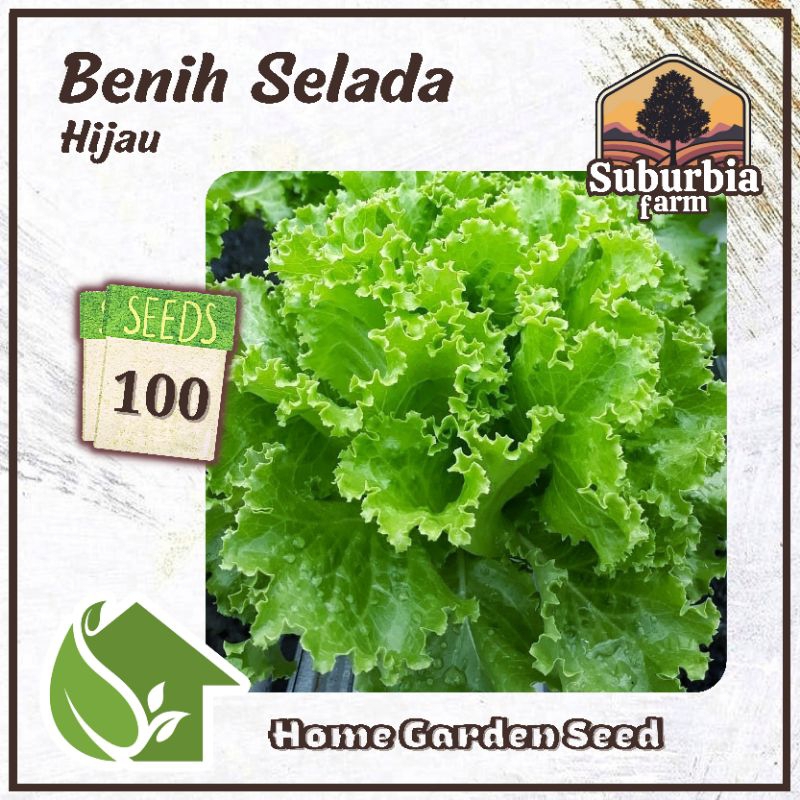 Jual 100 Biji Benih Selada Hijau Grand Rapid | Shopee Indonesia
