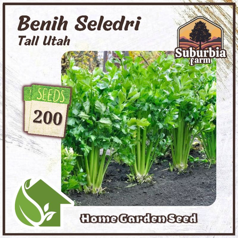 Jual 200 Biji Benih Seledri Tall Utah Batang Besar | Shopee Indonesia