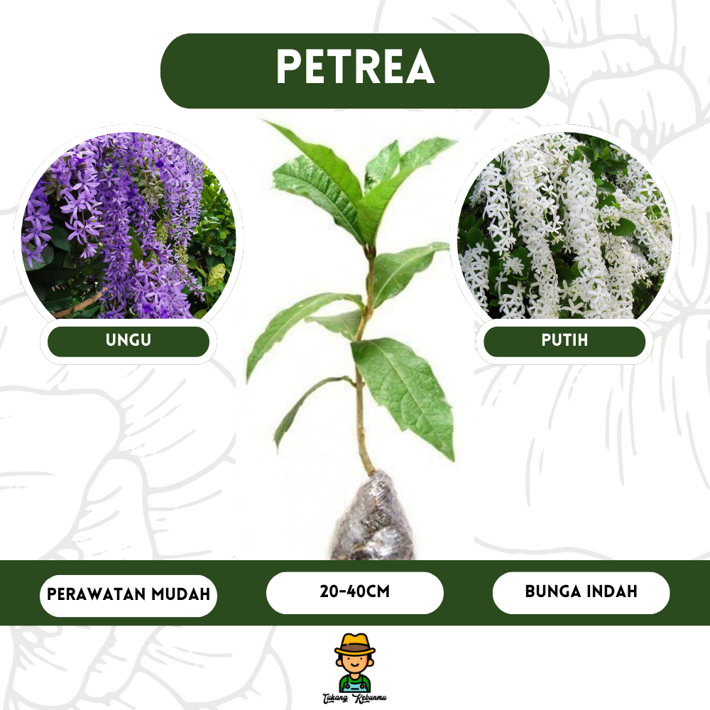 Jual Bunga Merambat Petrea - Tanaman Hias Merambat Bunga Petrea - Bunga ...