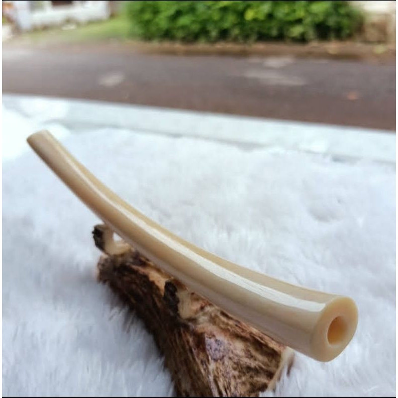 Jual pipa once iga duyung bulat pipih | Shopee Indonesia