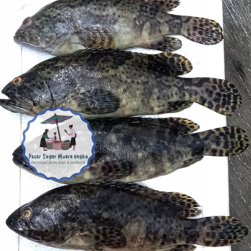 Jual Ikan Kerapu Cantang Segar Seafood hasil laut segar 1 kg | Shopee ...