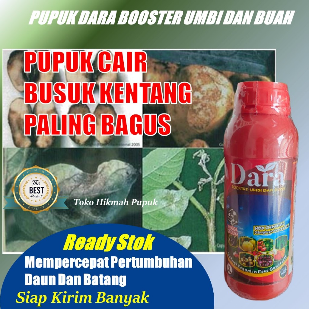 Jual (ASLI MURAH) DARA Obat Busuk Buah Pada Kentang - Obat Layu Pada ...