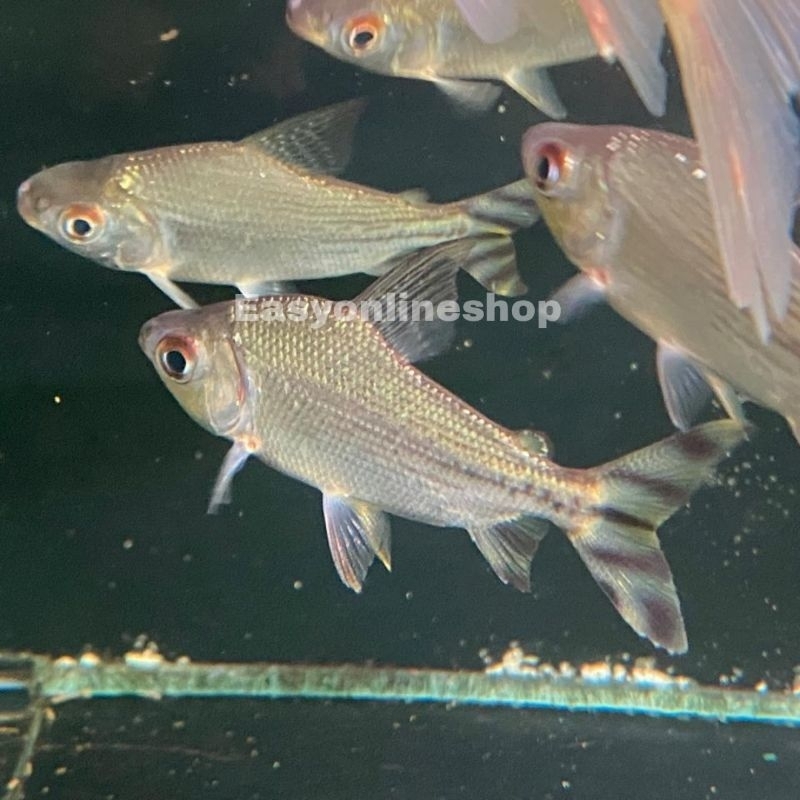 Jual Ikan Hias Yellow Fei Feng / American Flag Tail / Ikan Yff ...