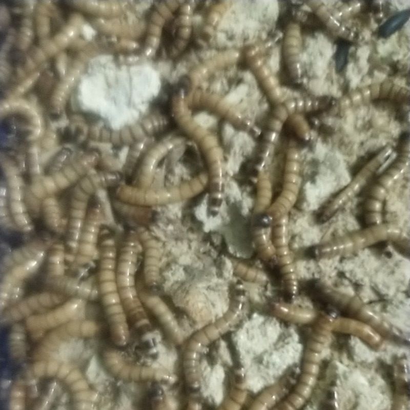 Jual Ulat jerman hidup 100gram+10gram tidak bisa pake expedisi spx ...