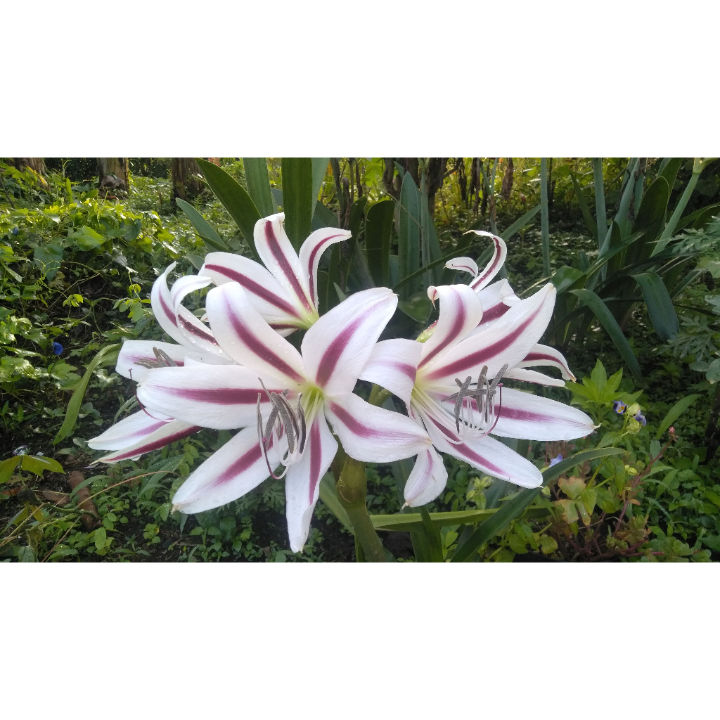 Jual Crinum Impor Id Chinto Alpa | Shopee Indonesia
