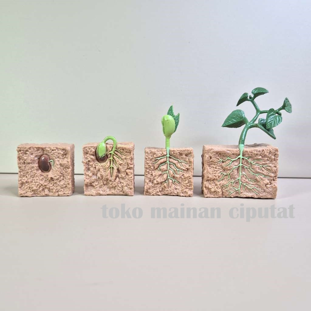 Jual Mainan edukasi Siklus Tumbuh Tanaman Life Cycle of a Plant ...