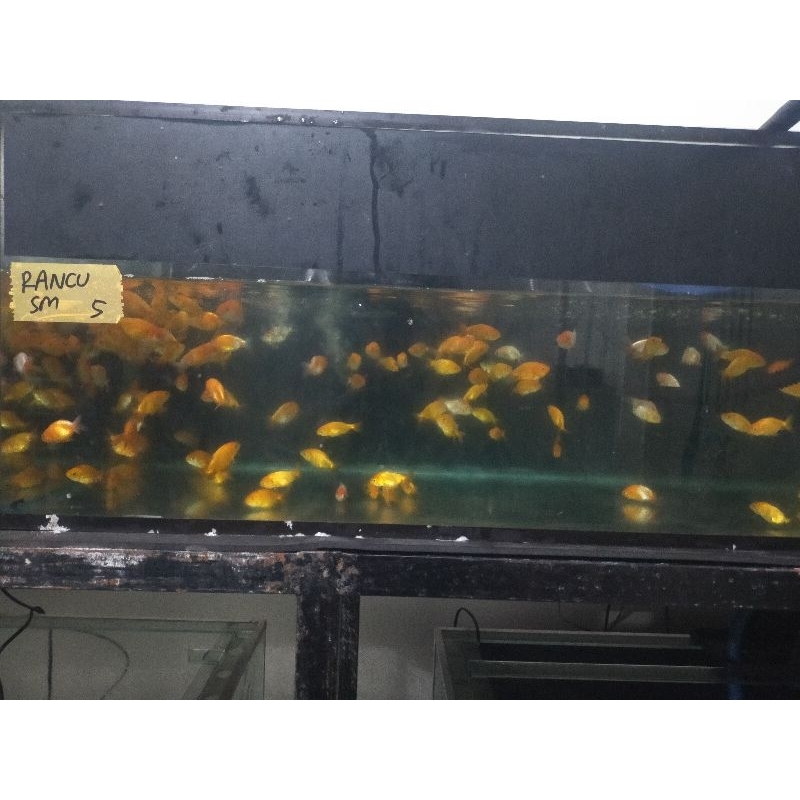 Jual ikan hias aquarium mas koki rancu SM | Shopee Indonesia