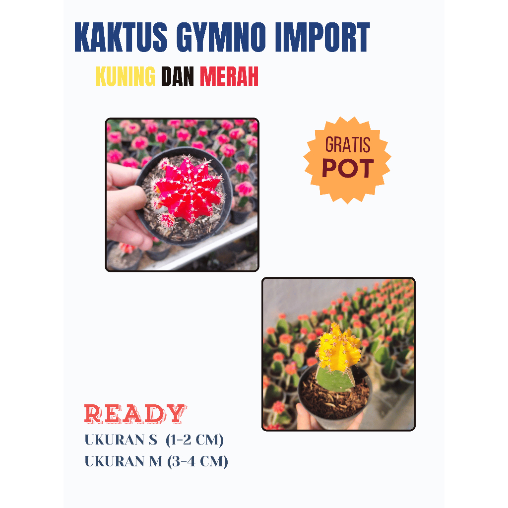 Jual Kaktus Grafting Gymno Merah Red Ruby Import - Tanaman Hias Hidup ...