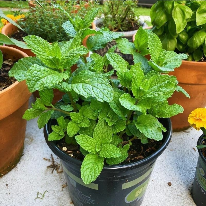 Jual Tanaman Mint Spearmint Harum Bisa Dikonsumsi / Bibit Pohon Mint ...