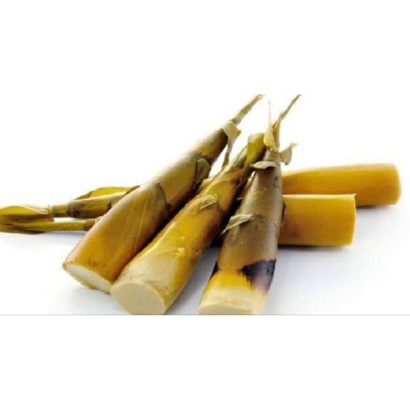 Jual Rebung Bambu Kuning Segar Asli | Shopee Indonesia