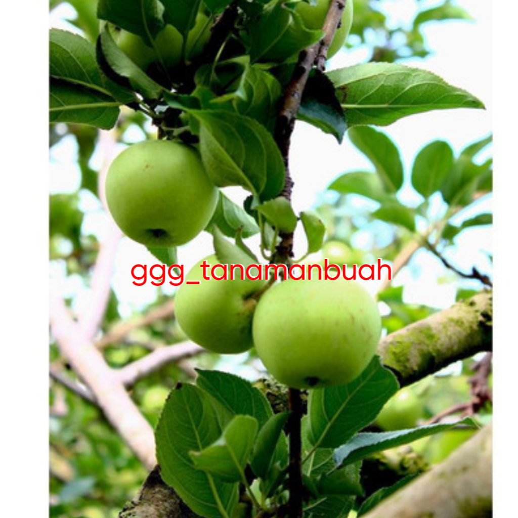 Jual BIBIT APEL MANALAGI BATANG BESAR SIAP BERBUNGA SPESIAL | Shopee ...