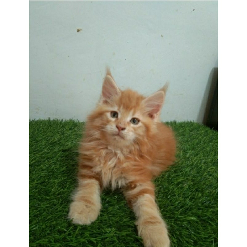 Jual Kucing Kitten Jantan MaineCoon Pure No Mix. induk ped CFA Pure ...