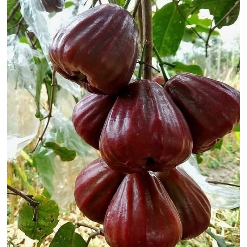 Jual bibit jambu dalhari cangkok batang buesar | Shopee Indonesia
