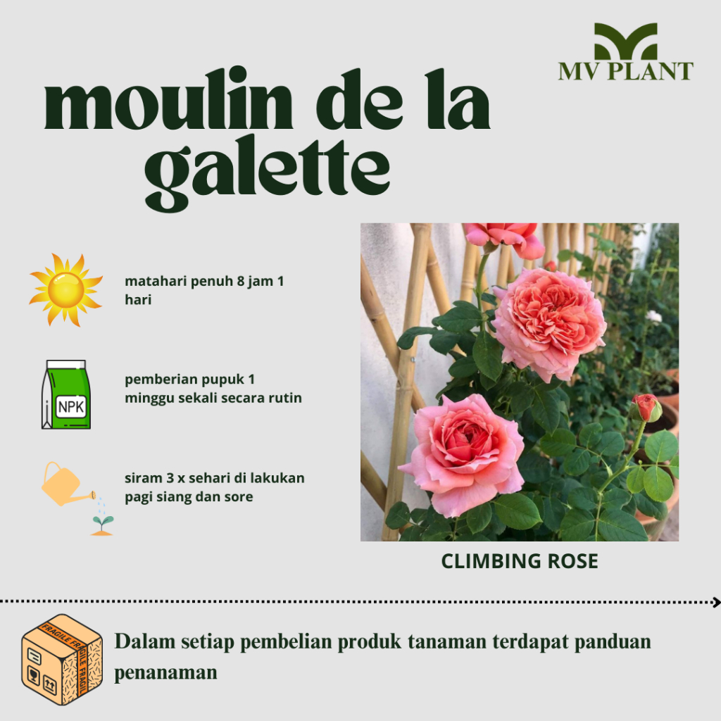 Jual Tanaman Hidup Bunga Mawar Import MOULIN DE LEGATTE-UKURAN DEWASA ...