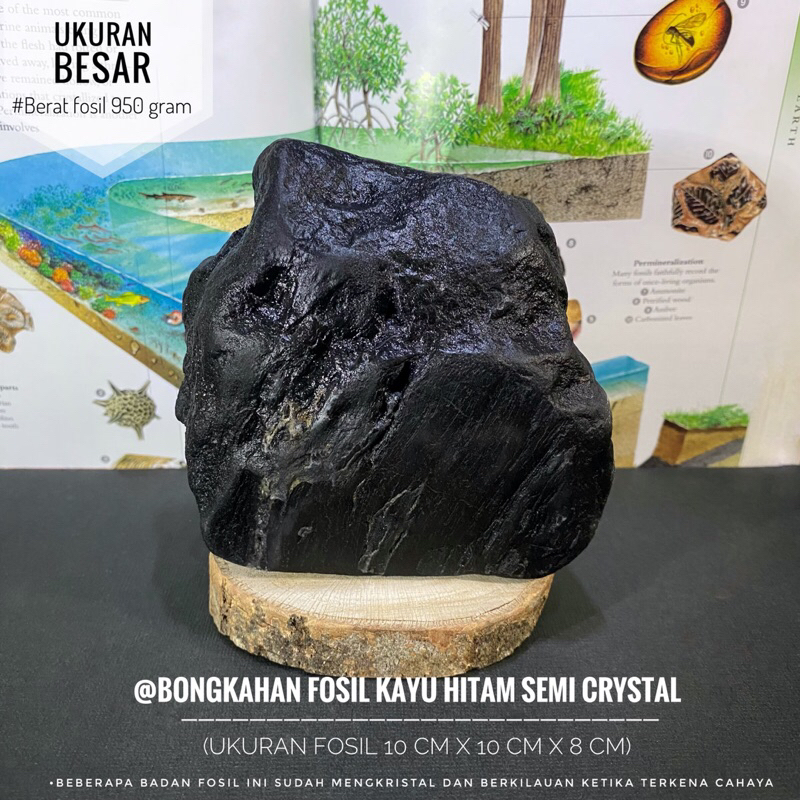 Jual Fosil Kayu Hitam Semi Crystal C21 atau Fosil Kayu Natural atau ...