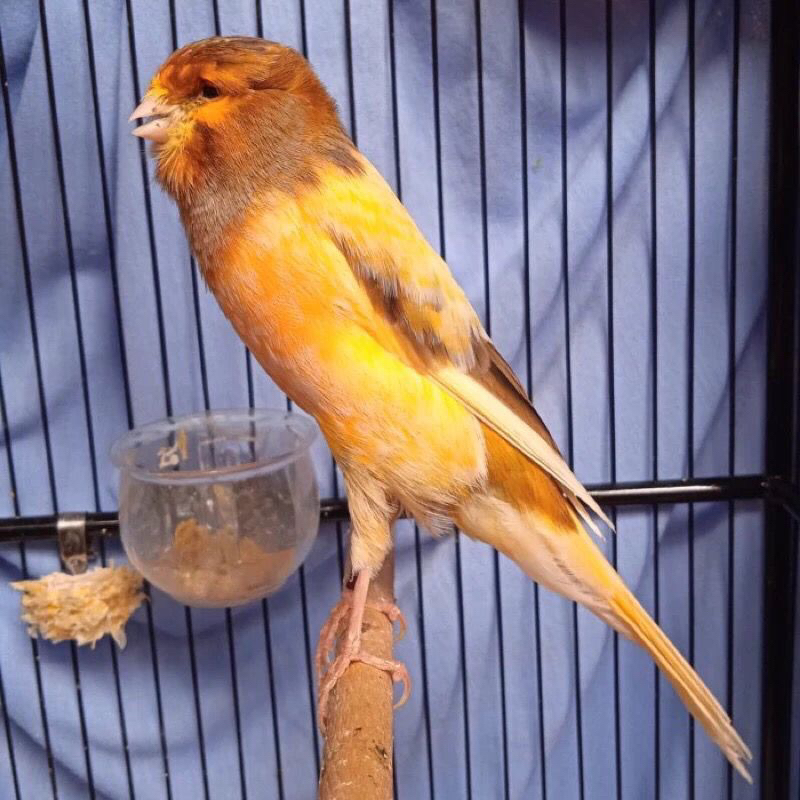 Jual Burung Kenari F3 Bahan rawatan pilihan jantan | Shopee Indonesia