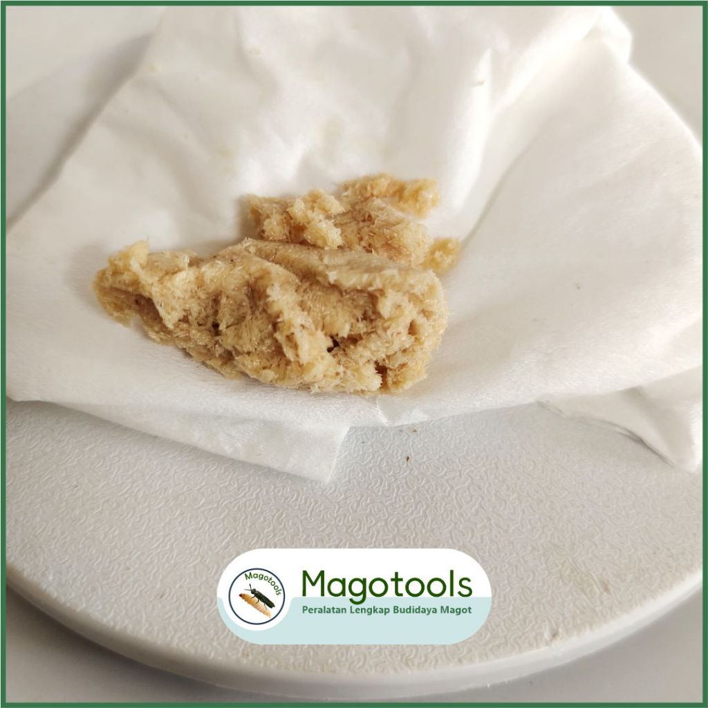 Jual Telur Maggot 10 gram Telur Lalat BSF | Shopee Indonesia