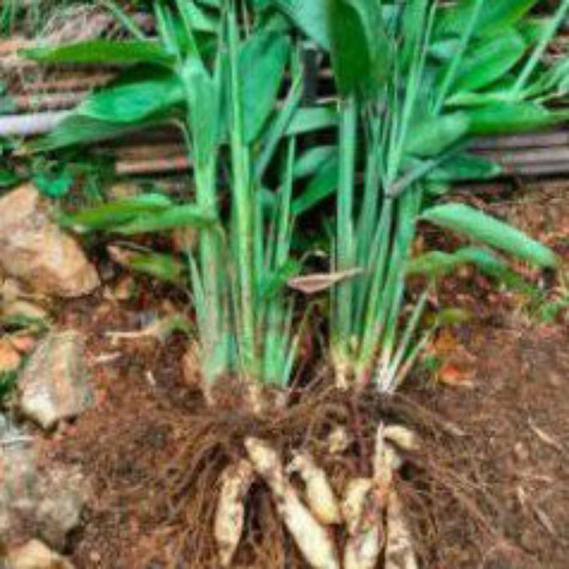 Jual bibit umbi garut siap tanam - benih umbi garut .promo bibit terigu ...
