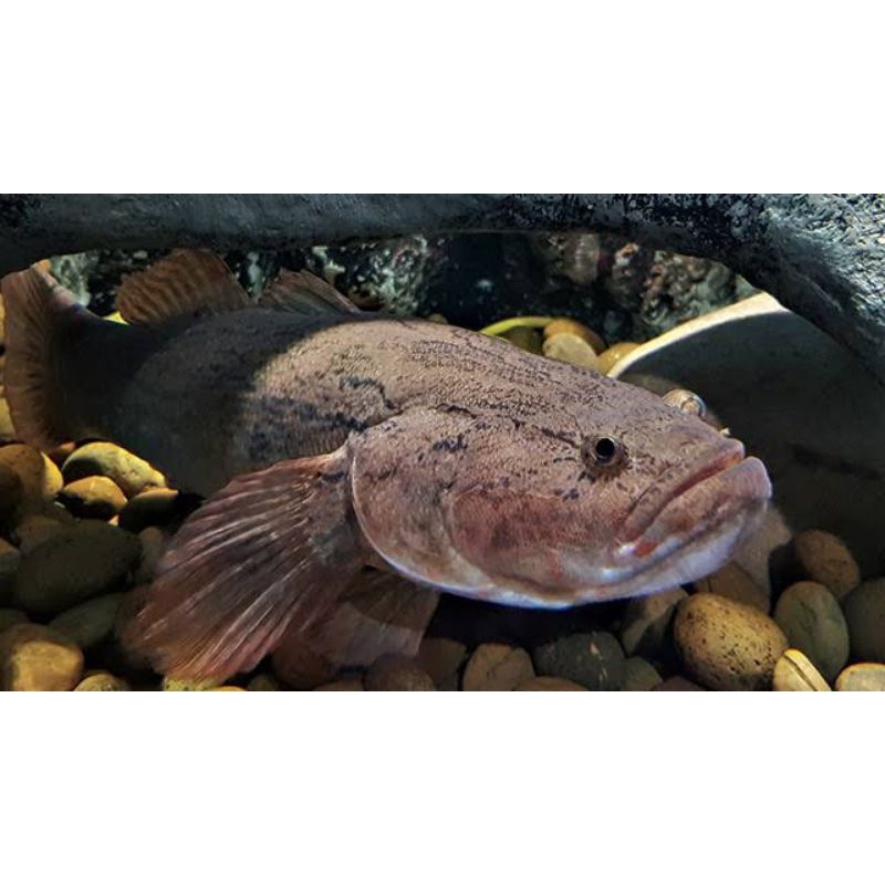Jual IKAN HIAS KERAPU AIR TAWAR / GABUS BETUTU / GABUS MALAS / MARBLE ...