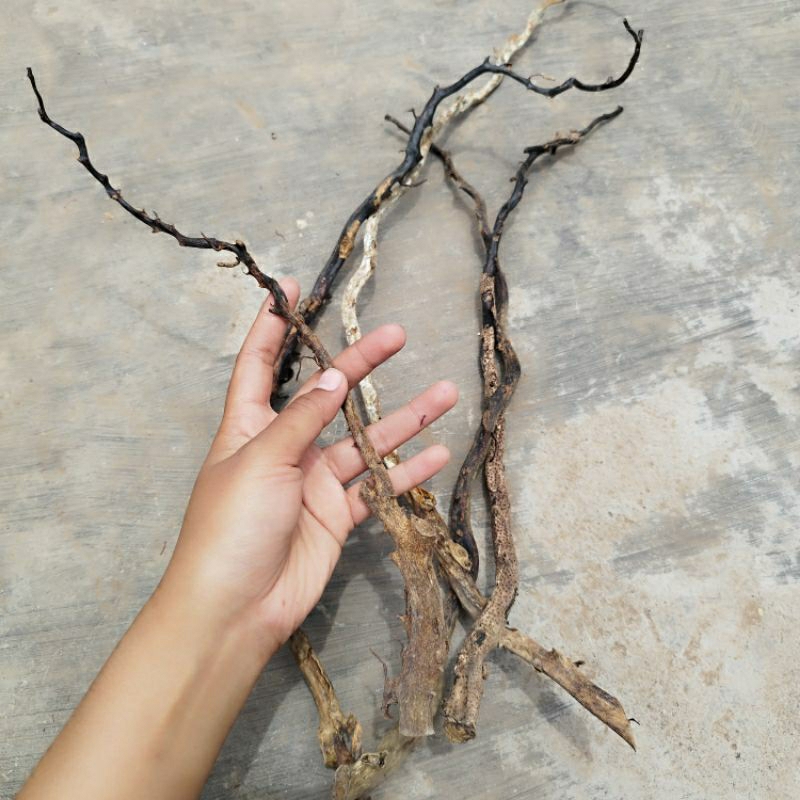 Jual Bahan Akar Bahar Brahma Batik Natural | Shopee Indonesia