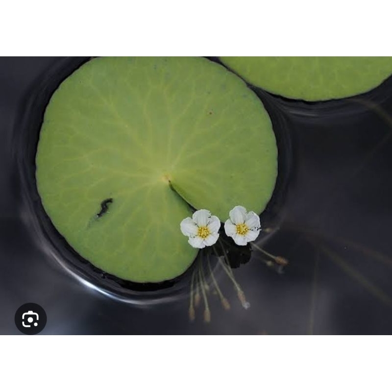 Jual teratai tisu bunga mini nymphoides aquatica tanaman kolam aquarium ...