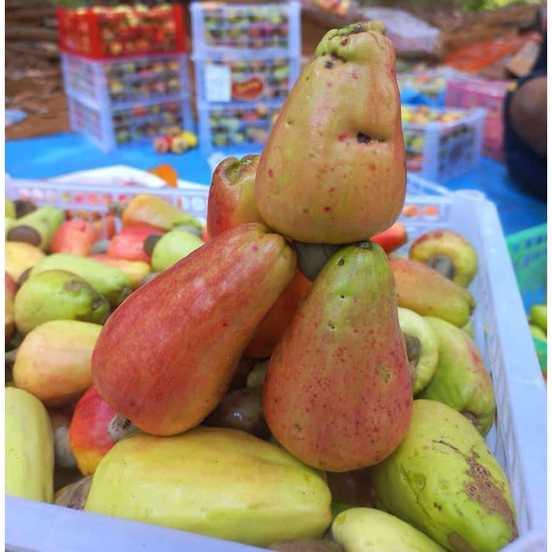 Jual Jambu mede / jambu monyet 1kg | Shopee Indonesia