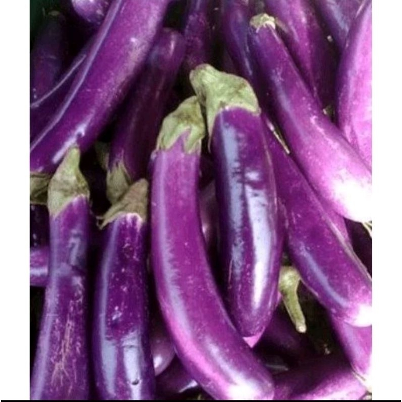 Jual Sayur terong ungu | Shopee Indonesia