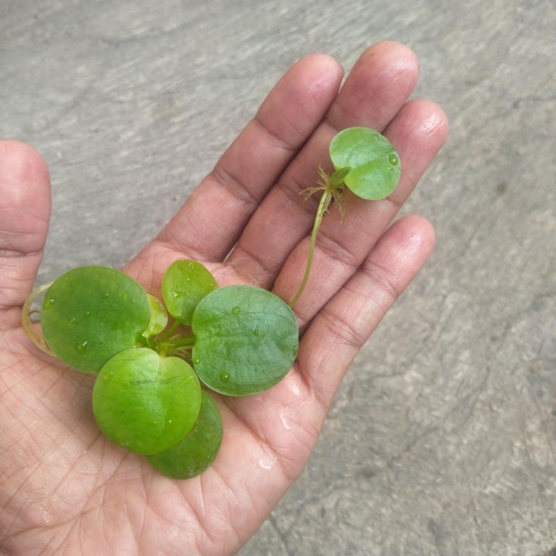 Jual TANAMAN APUNG AMAZON FROGBIT BESAR - Tanaman Air u Kolam Aquarium ...