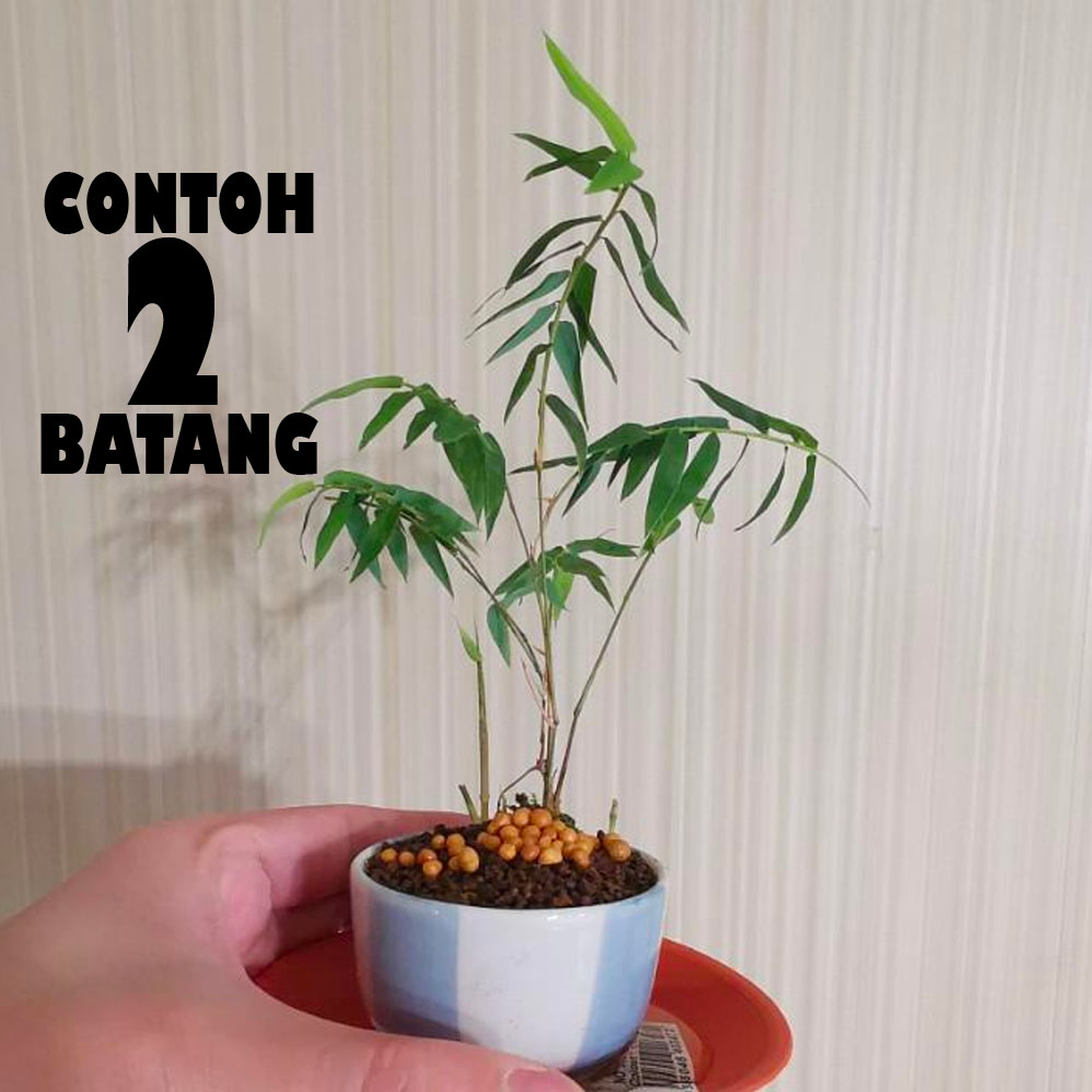 Jual Tanaman Hias Bambu Micro mini Thailand - sasa pygmaea bamboo dwarf ...