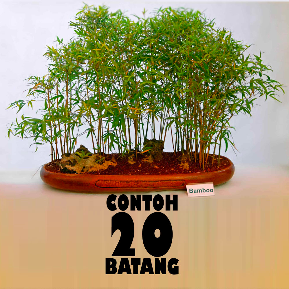 Jual Tanaman Hias Bambu Micro mini Thailand - sasa pygmaea bamboo dwarf ...