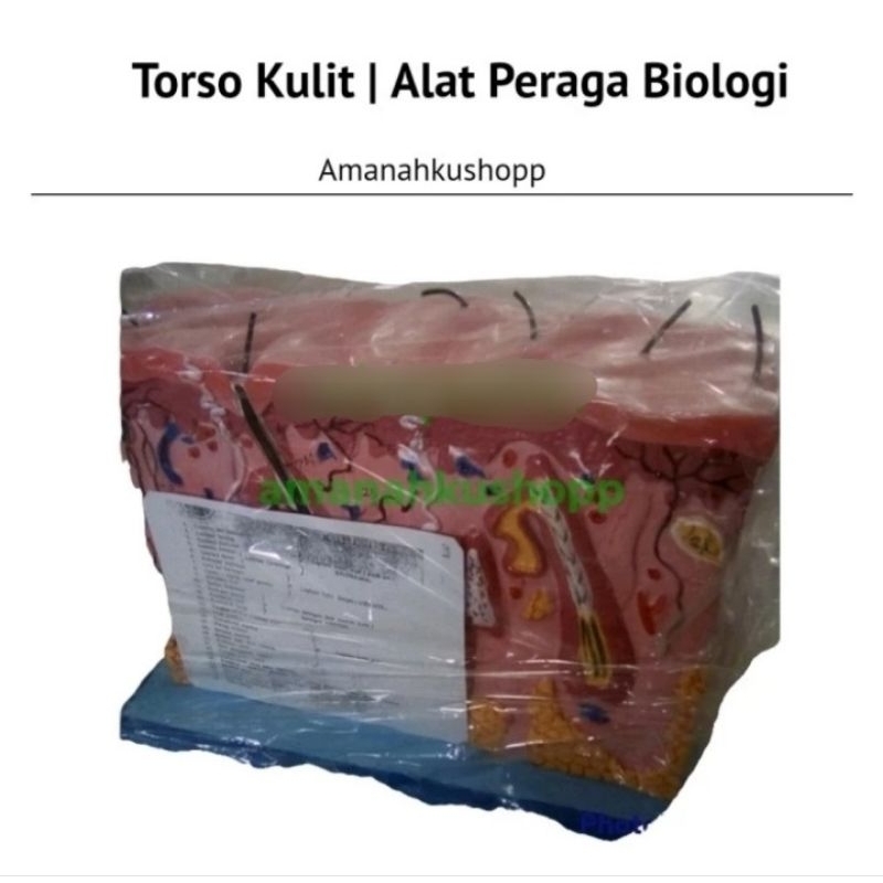 Jual Torso Kulit Alat Peraga Biologi | Shopee Indonesia
