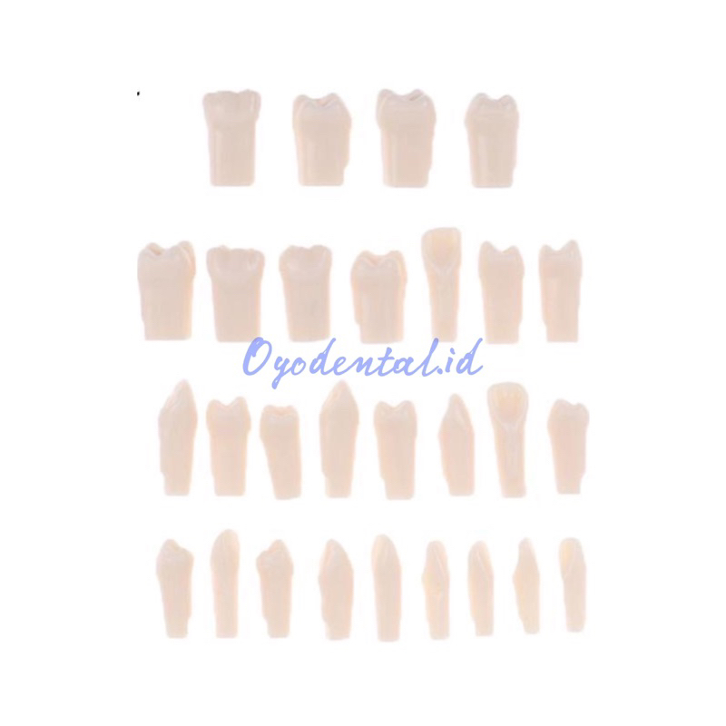 Jual Dental Model Gigi Phantom / Gigi Artificial Model Study | Shopee ...