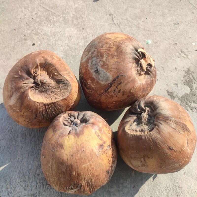 Jual Kelapa kering utuh degan Wulung kosong kering | Shopee Indonesia