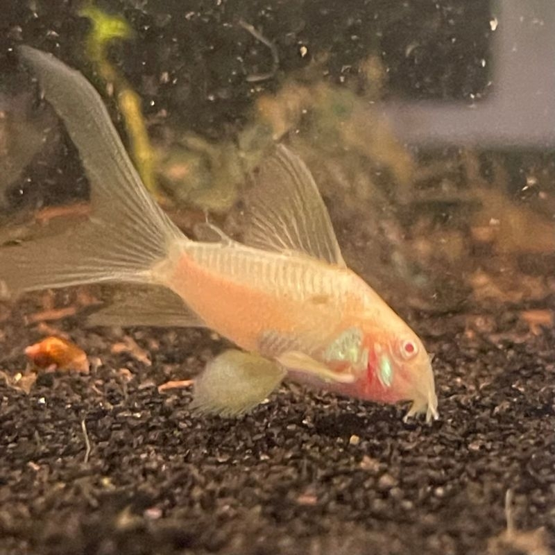 Jual Ikan Hias Corydoras Albino Slayer Isi 2 Ekor | Shopee Indonesia