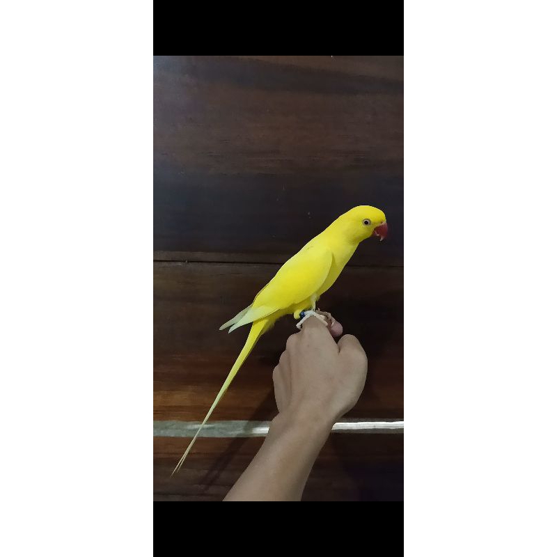 Jual burung IRN Lutino/ Indian Ring Neck Parrot jinak | Shopee Indonesia