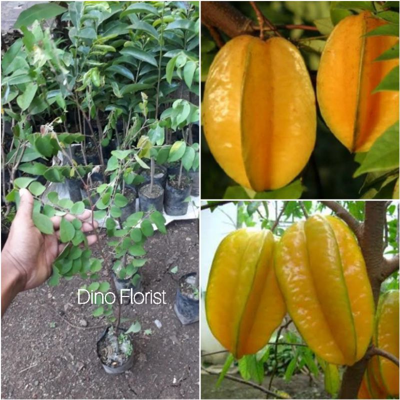 Jual Bibit Tanaman Buah Belimbing Paris ( Silangan Belimbing Demak ...