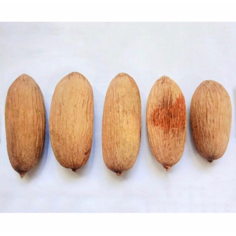 Jual Biji Ulin atau kayu besi, Masih Baru | Shopee Indonesia