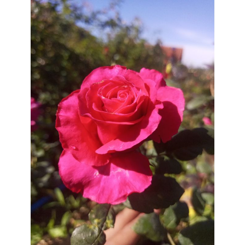 Jual MAWAR IMPORT CHERRY O (mawar tanpa duri) | Shopee Indonesia