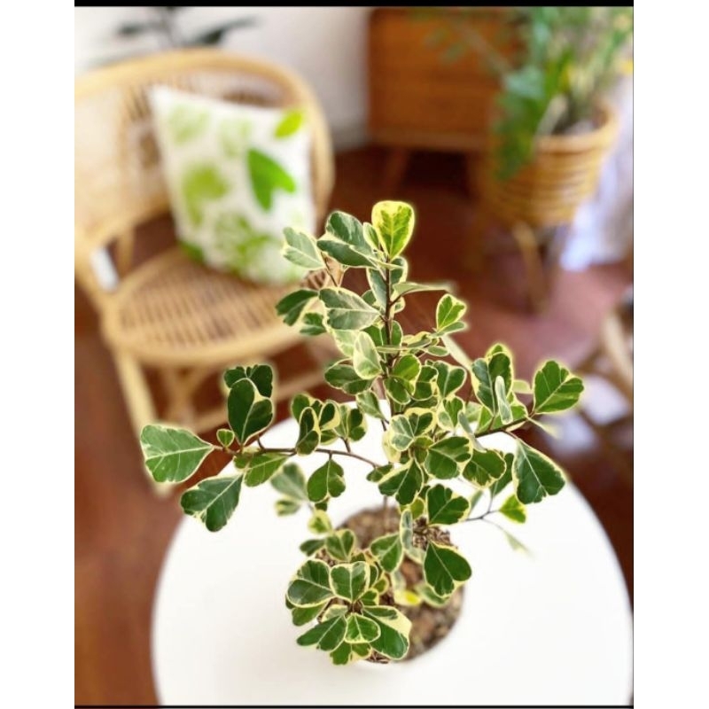 Jual tanaman hias ficus triangularis variegata (beringin kupu-kupu ...