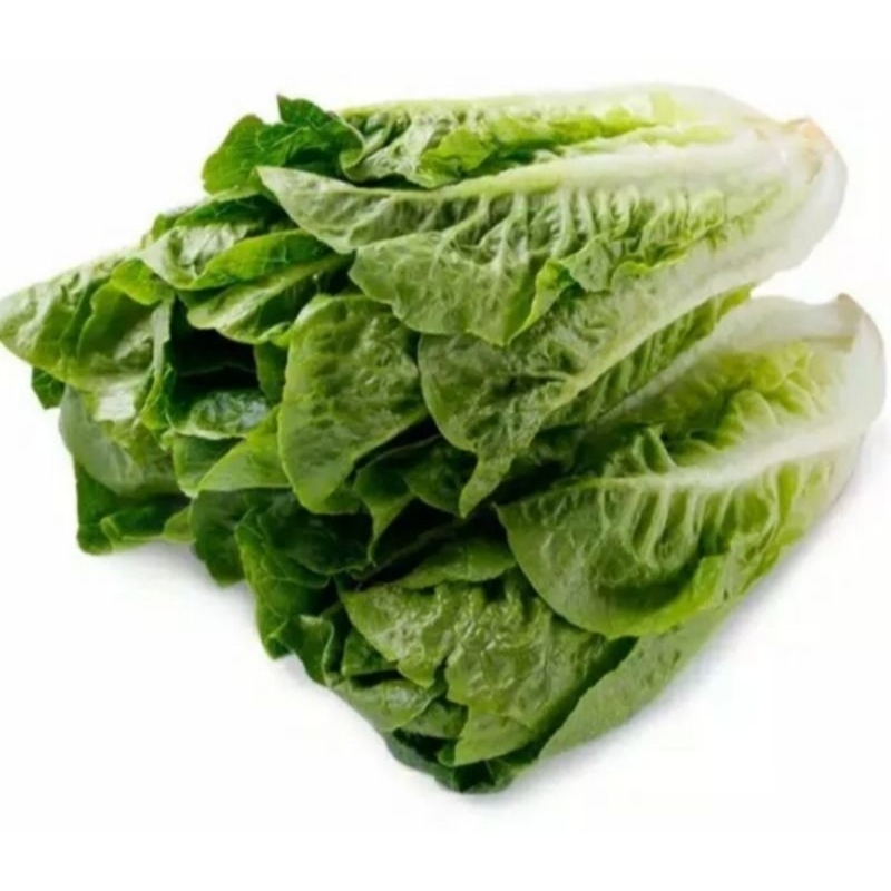 Jual romaine letucce/selada romaine | Shopee Indonesia