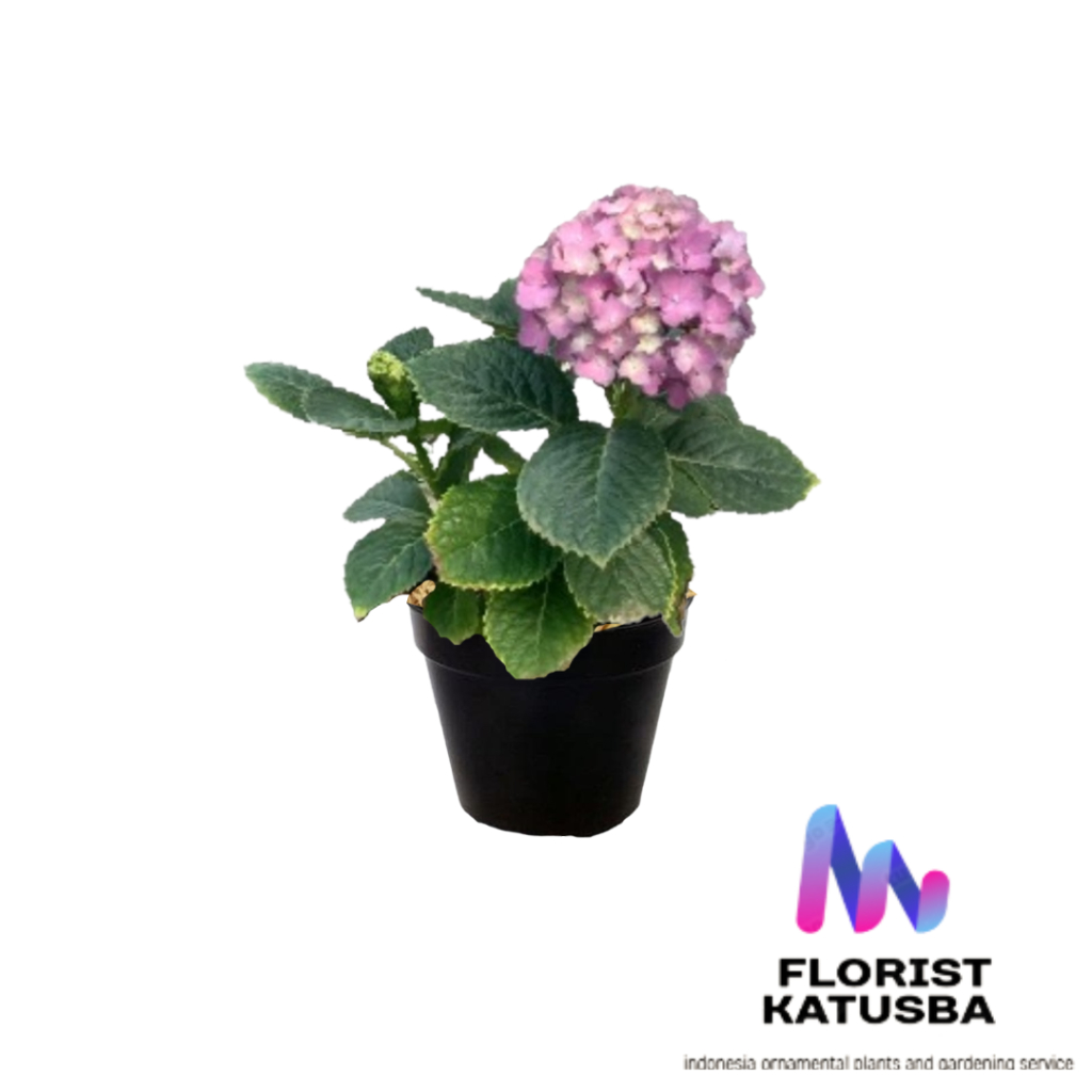 Jual tanaman hias bunga hydrangea hortensia ungu [ import] | Shopee ...
