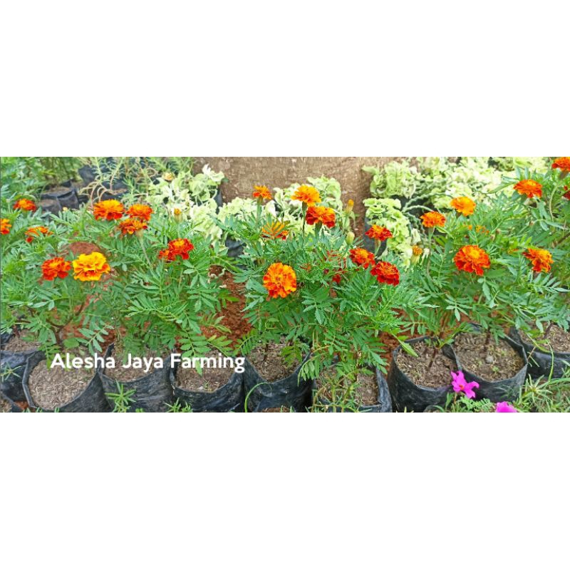 Jual Bibit Bunga Marigold atau Cocok Botol (hidup) | Shopee Indonesia